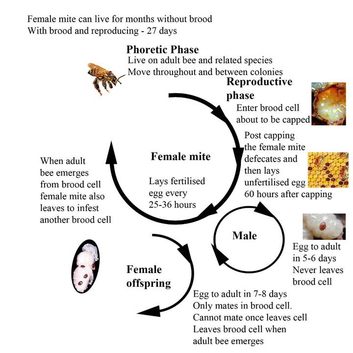 Mite Life Cycle