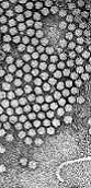 Infected bees may be crawling on ground and up grass stems.