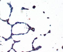 Swine Bacteriology – the main organisms