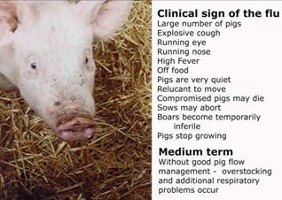 Swine influenza in a British Pig