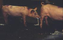 Pig Vomiting Blood Host Factors Affecting Generation Of Immunity