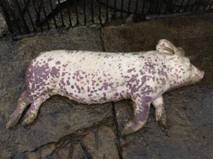 porcinecircovirusassociateddisease