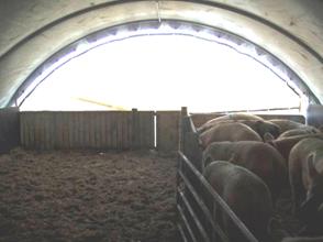 Sows in the pre-mating area