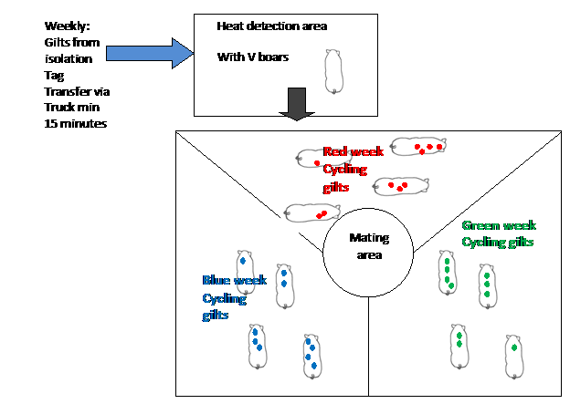 Gilt breeding area – outdoor