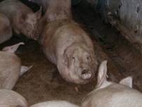 Weaning 100kg per farrowing place