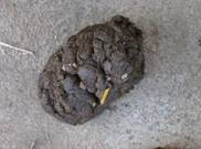 Swine Diseases - Clinical Signs - Fecal Consistency