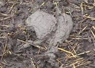 Swine Diseases - Clinical Signs - Fecal Consistency