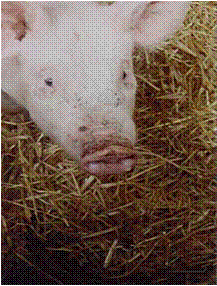 Surgery in the pig