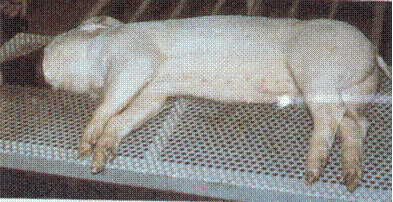 Surgery in the pig